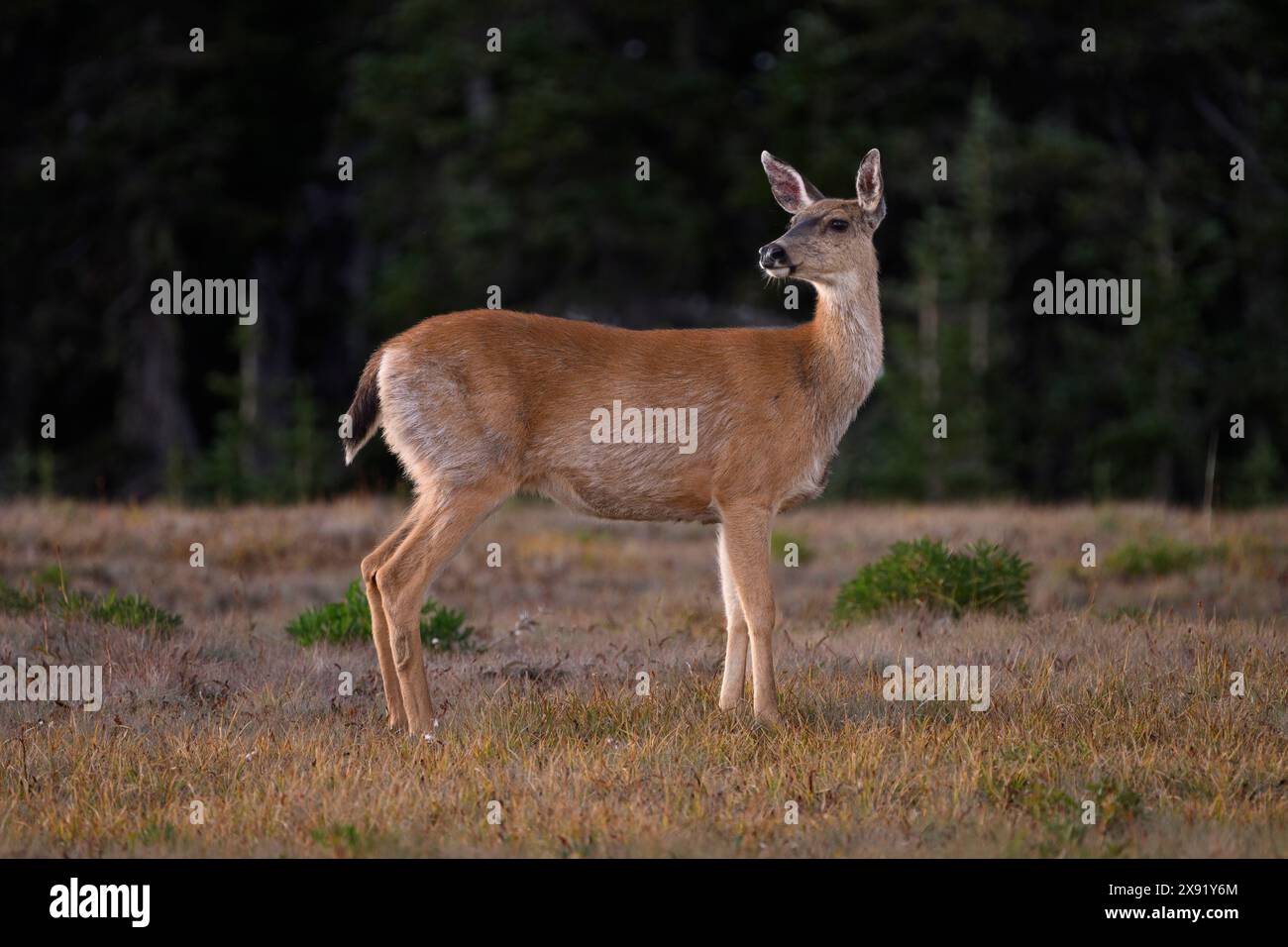 Black-tailed deer on Hurricane Ridge in Olympic National Park ...