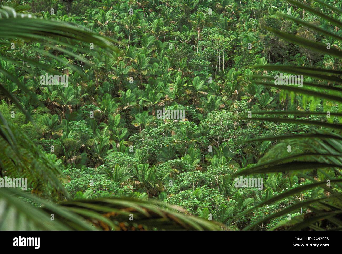 El Yunque tropical rainforest in the Caribbean National Forest, Puerto ...