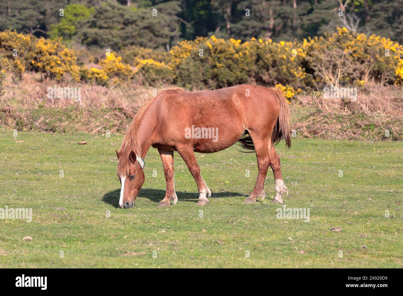 A brown New Forest pony eating grass with gorse in the background ...