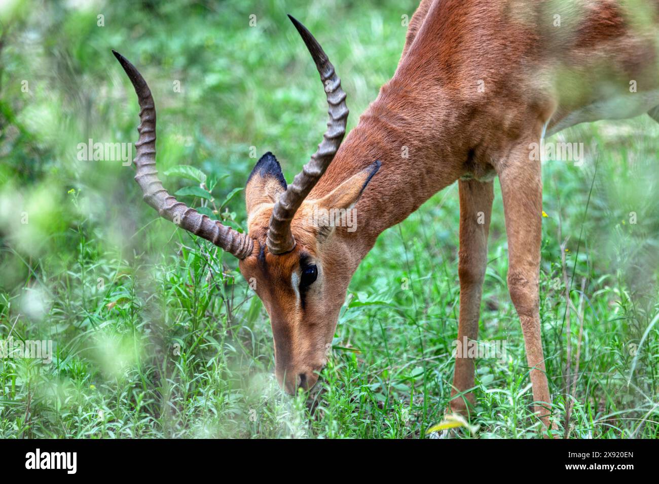 impala antelope grazing on green grass in the bush Stock Photo - Alamy