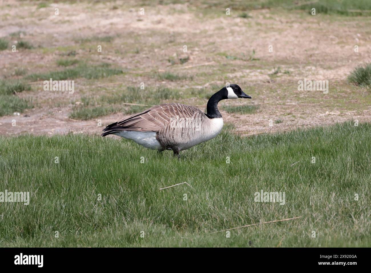 A single Canada goose (Branta canadensis) walking through long grass ...