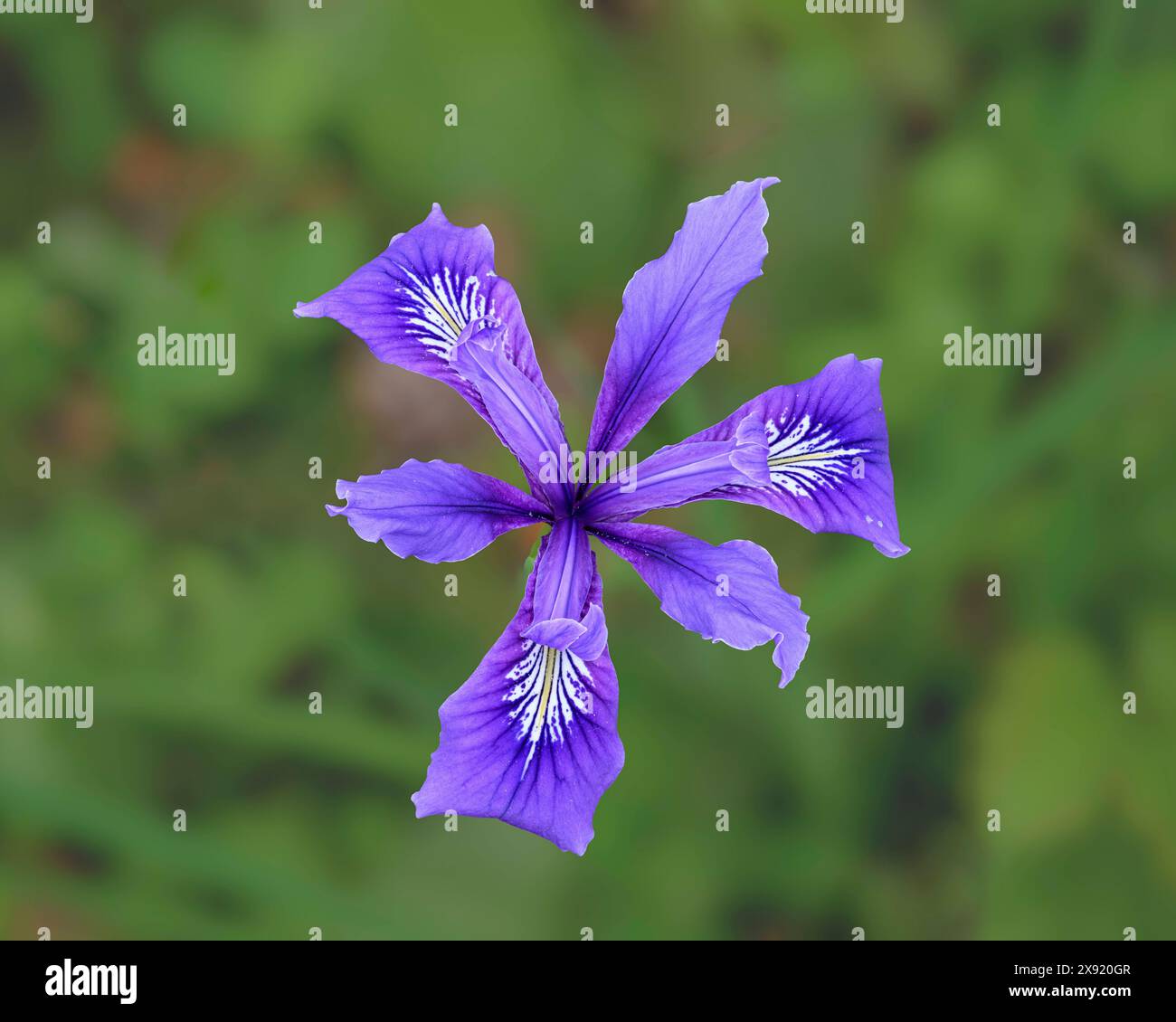 Oregon Iris, AKA Toughleaf Iris Iris tenax Mount Pisgah Arboretum ...