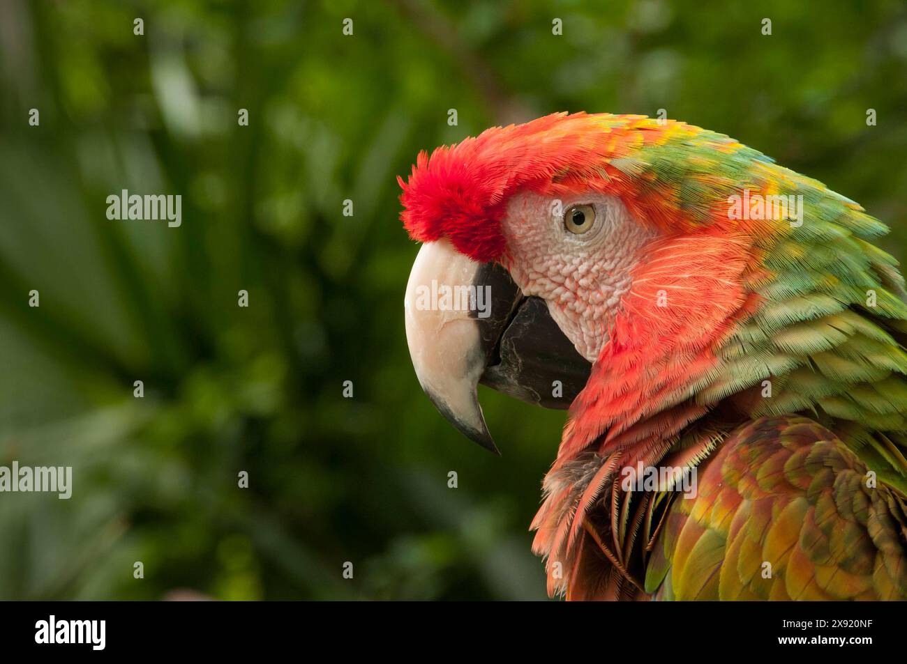 Hybrid Scarlet/Great Green Macaw at Xel-Ha nature park, Riviera Maya ...