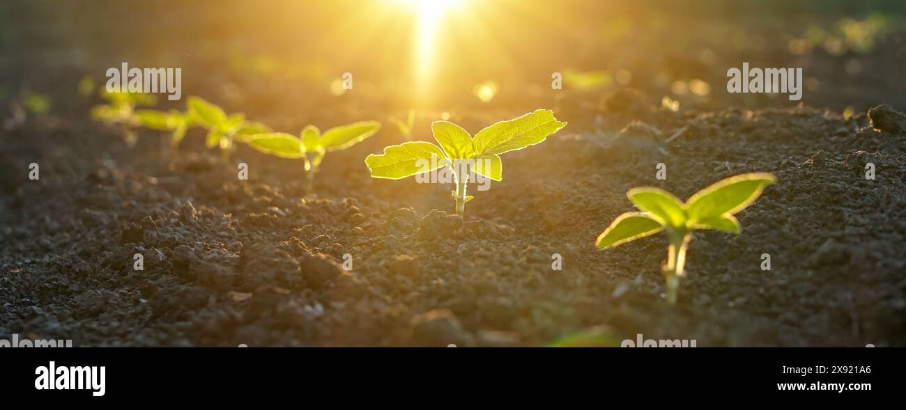 Close-up on young sunflower plants on an agricultural plantation in the ...