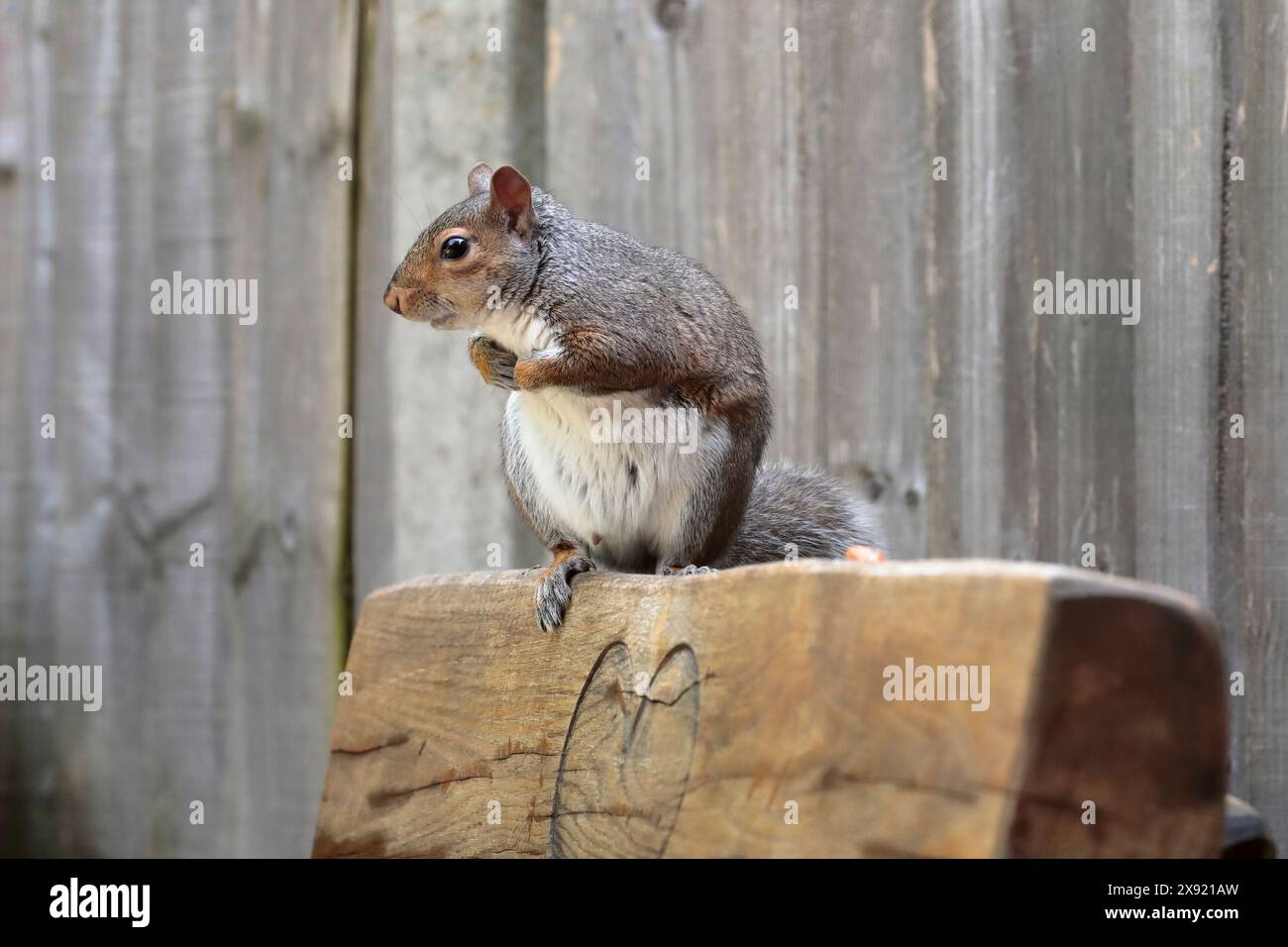 A grey squirrel (Sciurus carolinensis) sitting on top of a a wooden ...
