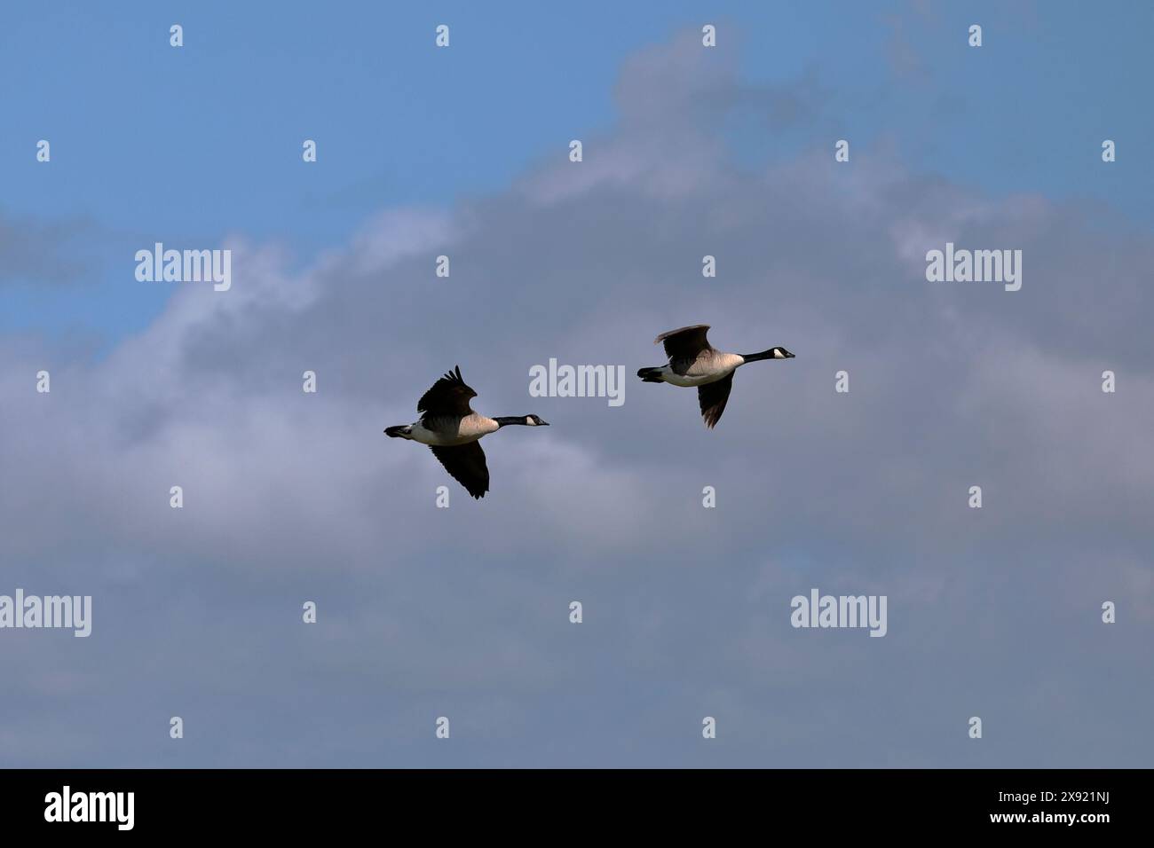 Two Canada geese (Branta canadensis) flying close together from left to ...