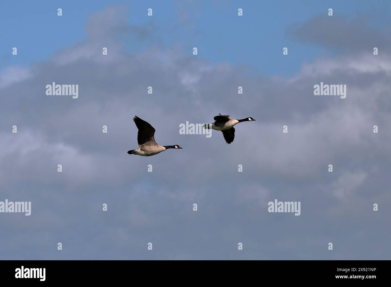 Two Canada geese (Branta canadensis) flying close together from left to ...