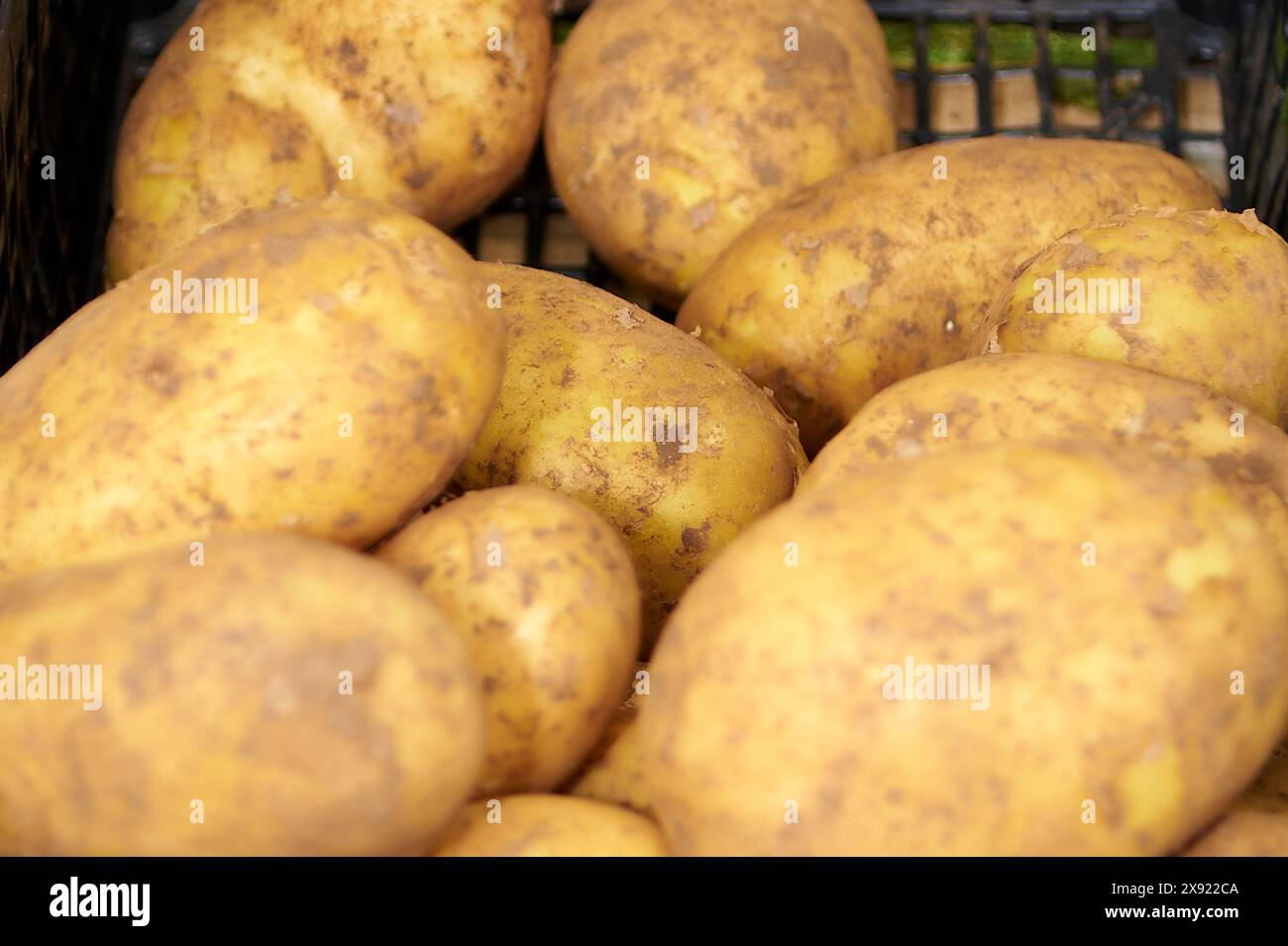 Close-up of unwashed potatoes with soil remnants stored in a black ...