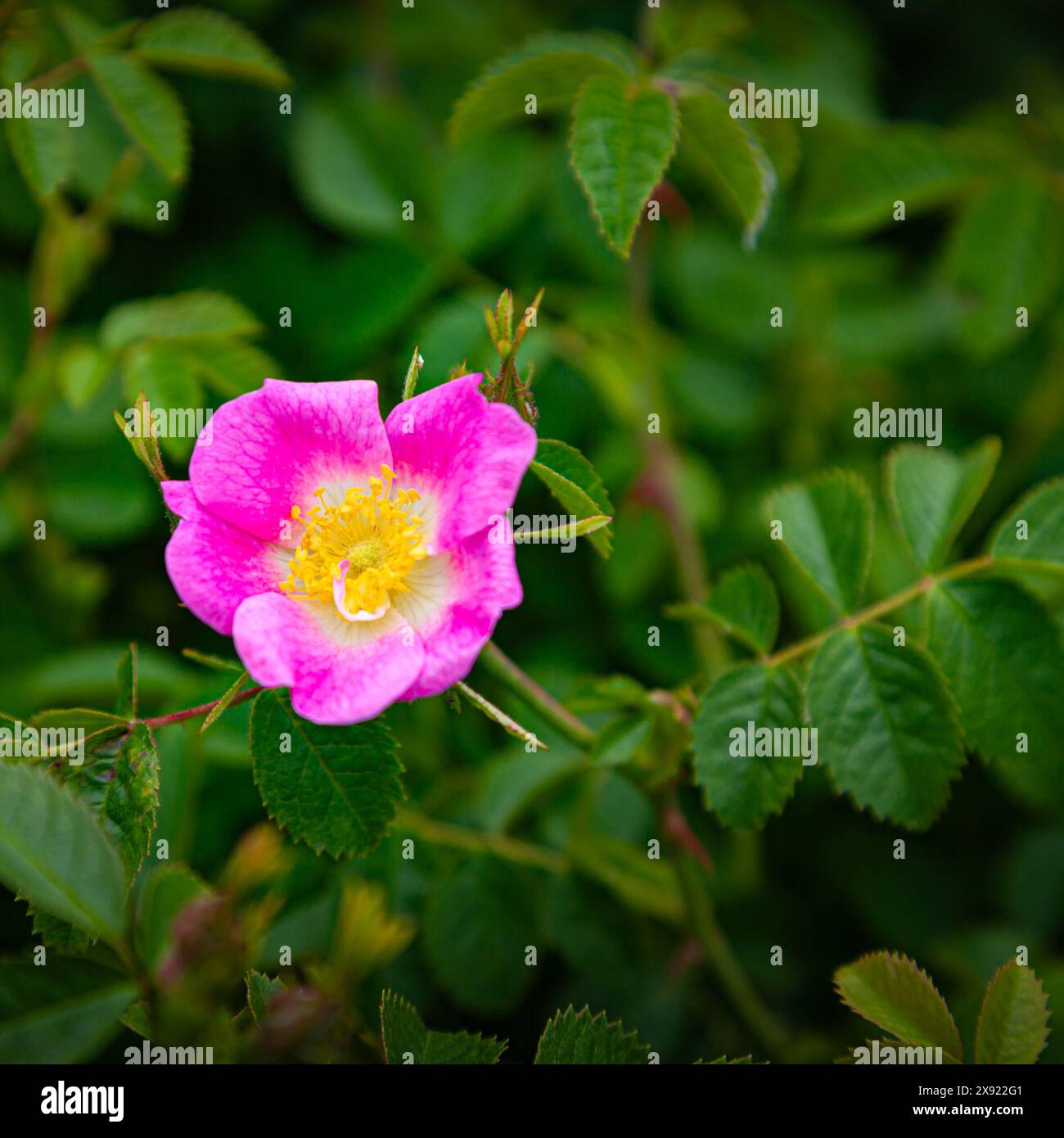 Wild Rose bloom in springtime in British Columbia Canada Stock Photo ...