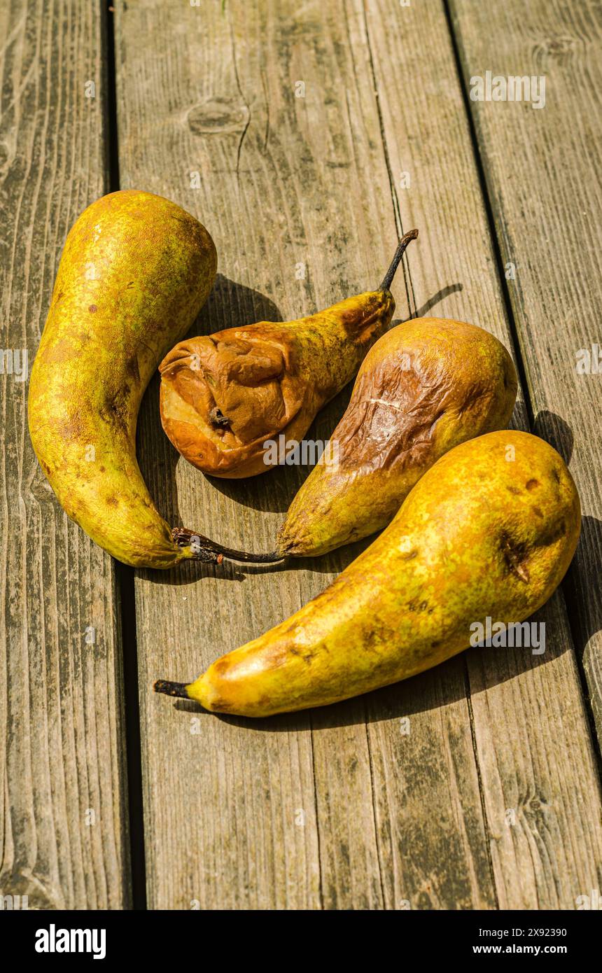 Mould on rotten pears hi-res stock photography and images - Alamy