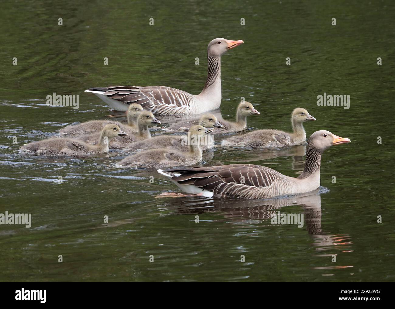 Anas gattung hi-res stock photography and images - Alamy