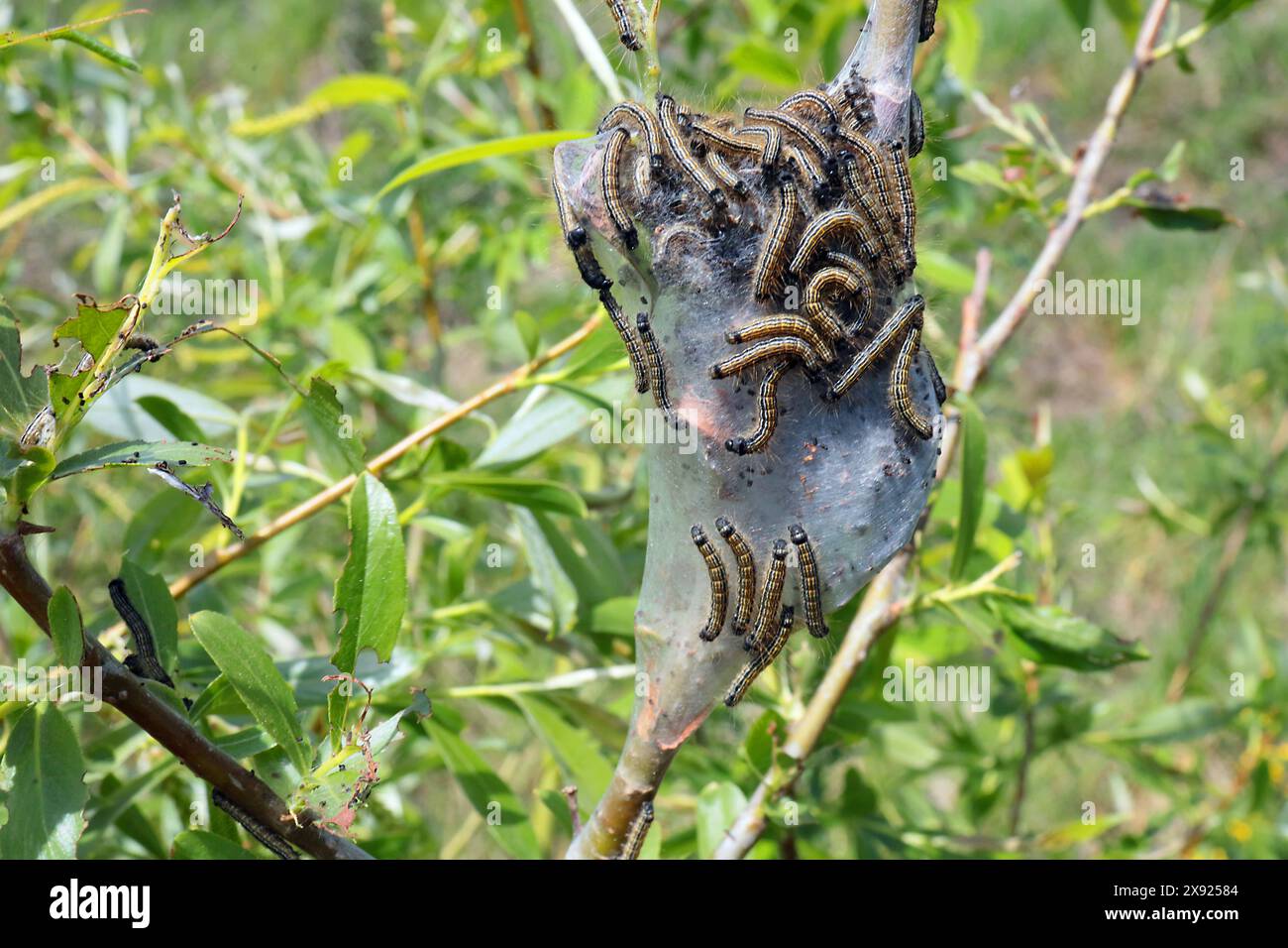 204.2024 / Sachsen Anhalt Sachsen-Anhalt Schmetterling Schmetterlinge ...