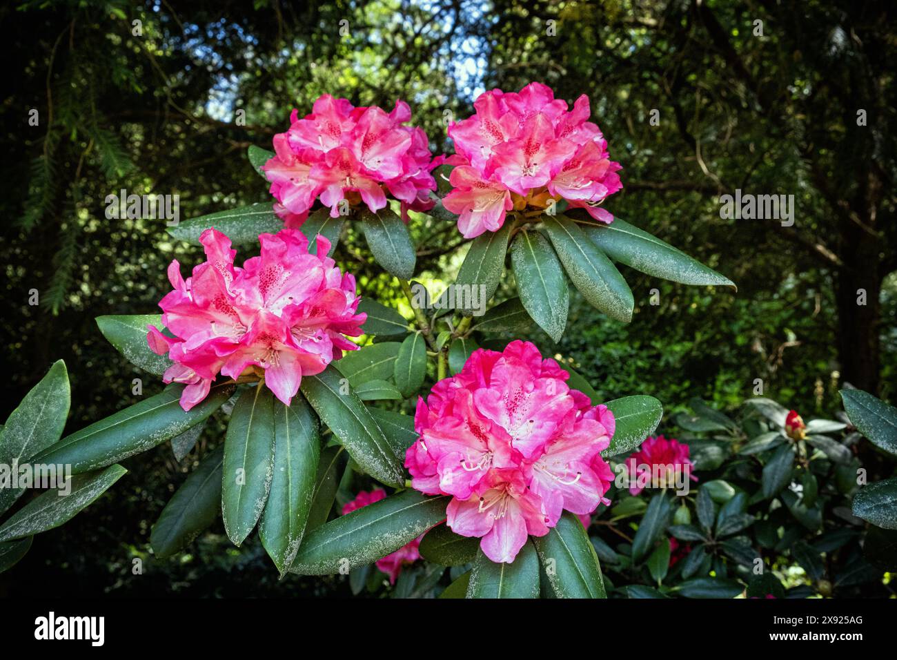 Flowering rhododendron, arboretum Tesarske Mlynany, Slovak republic ...
