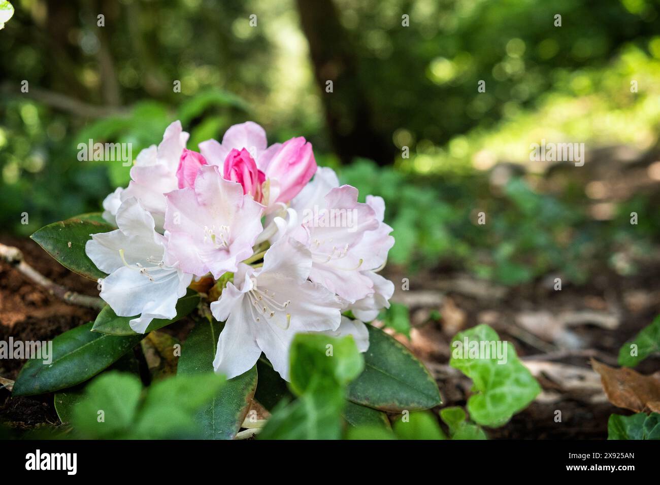 Flowering rhododendron, arboretum Tesarske Mlynany, Slovak republic ...