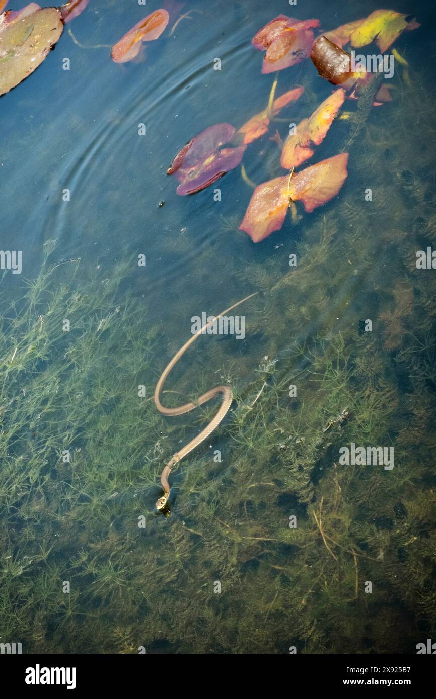 Snake in lake, arboretum Tesarske Mlynany, Slovak republic. Travel ...