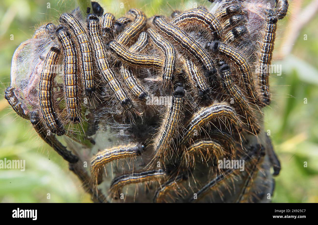 204.2024 / Sachsen Anhalt Sachsen-Anhalt Schmetterling Schmetterlinge ...