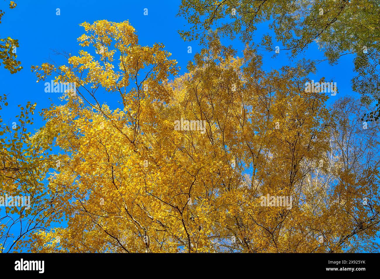 Golden crowns of autumnal birch trees on bright blue sky background. Yellow leaves of fall birch ...