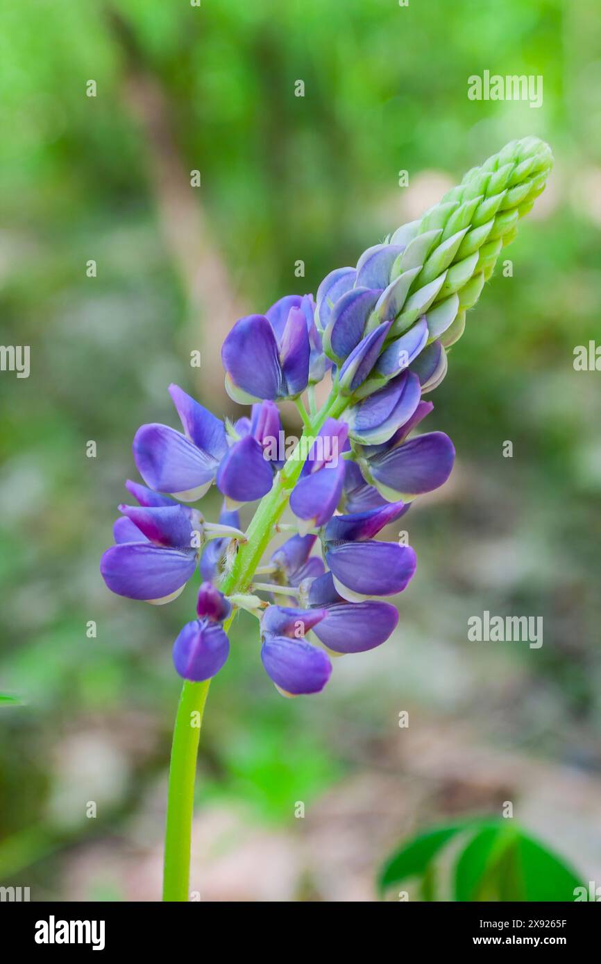 Forest violet lupine flowering flower, a single stalk in the natural ...