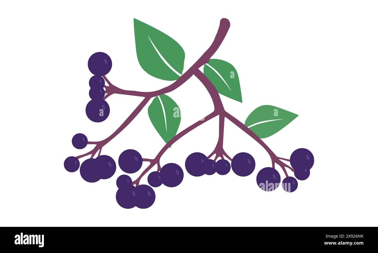 Elder or elderberry Stock Vector Images - Alamy