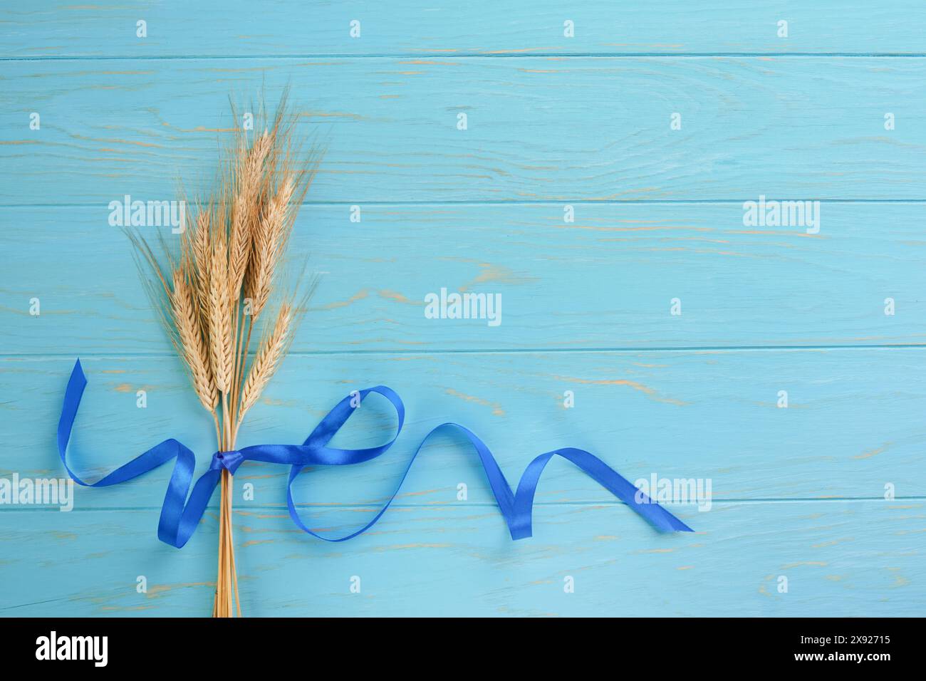 Shavuot jewish background. Ripe wheat crops bouquet with blue ribbon ...