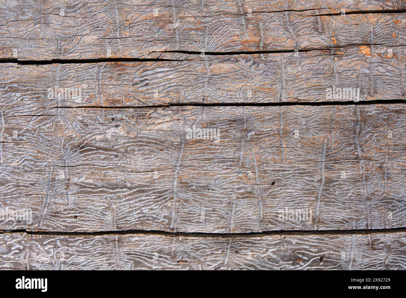 Texture of wood with bark beetle passages. Closeup of wood with beetle ...