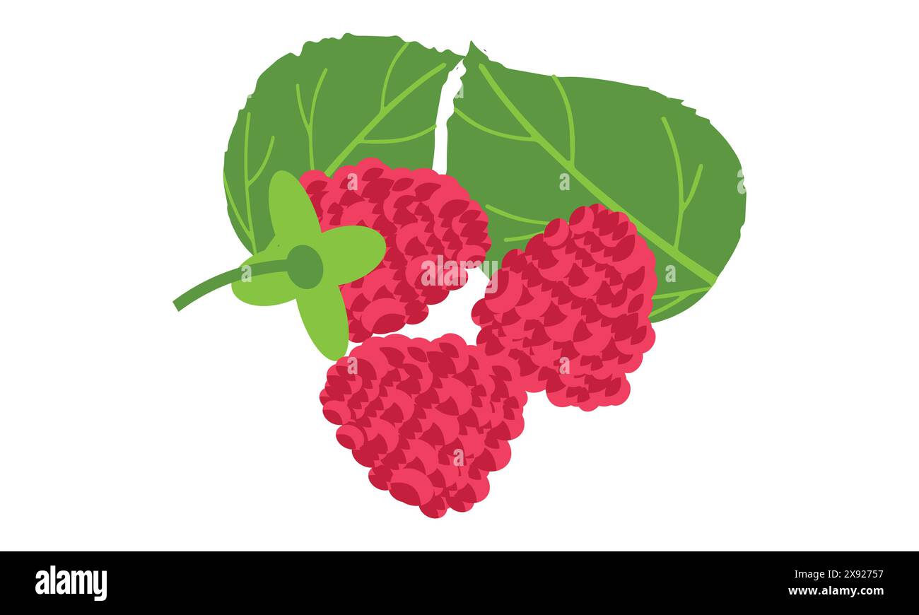 Illustration raspberry Stock Vector Images - Alamy