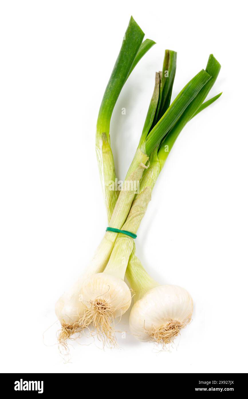 Top view early white onions on a white background. Spring onion new ...