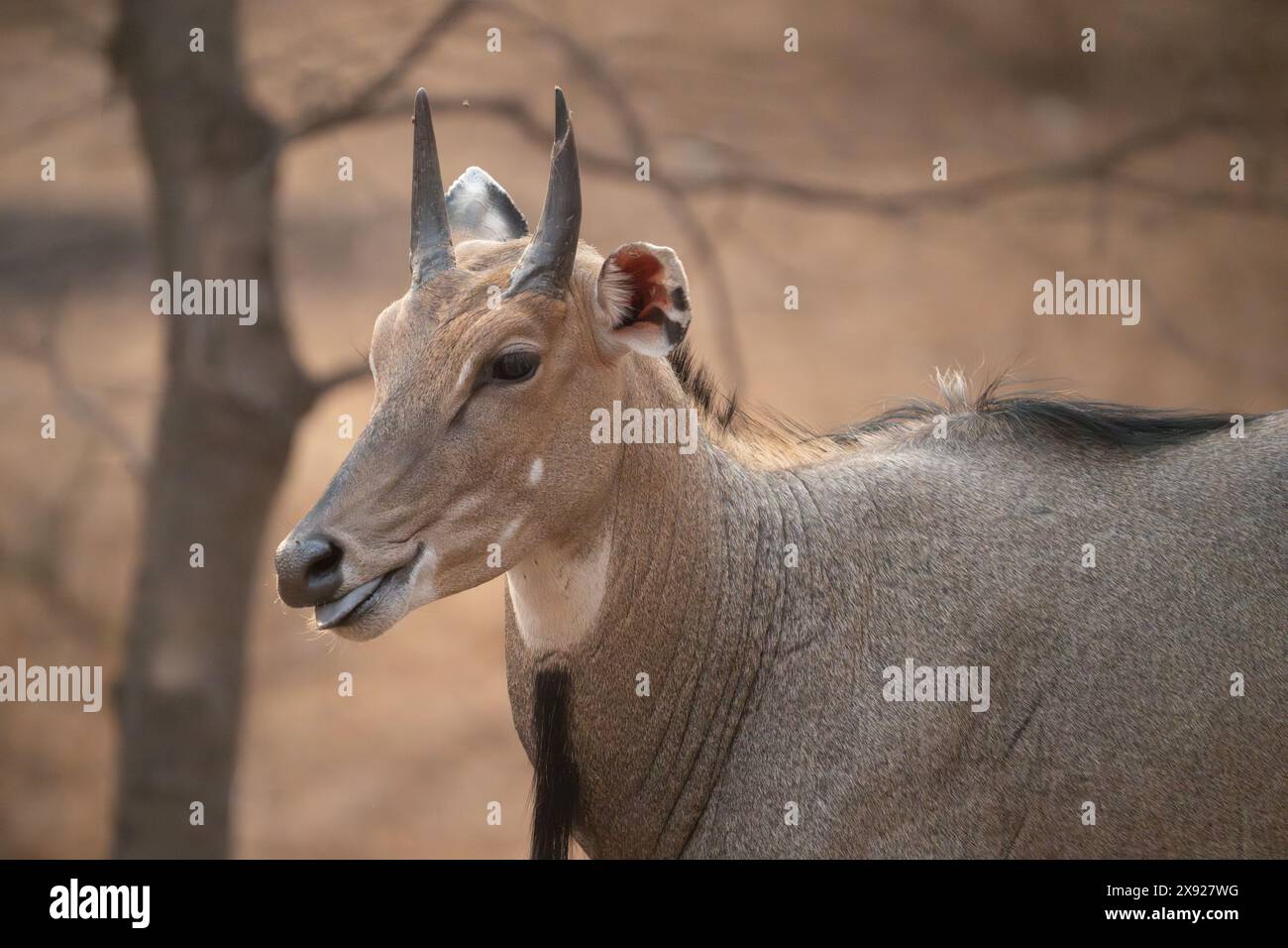 Blue bull fawn hi-res stock photography and images - Alamy
