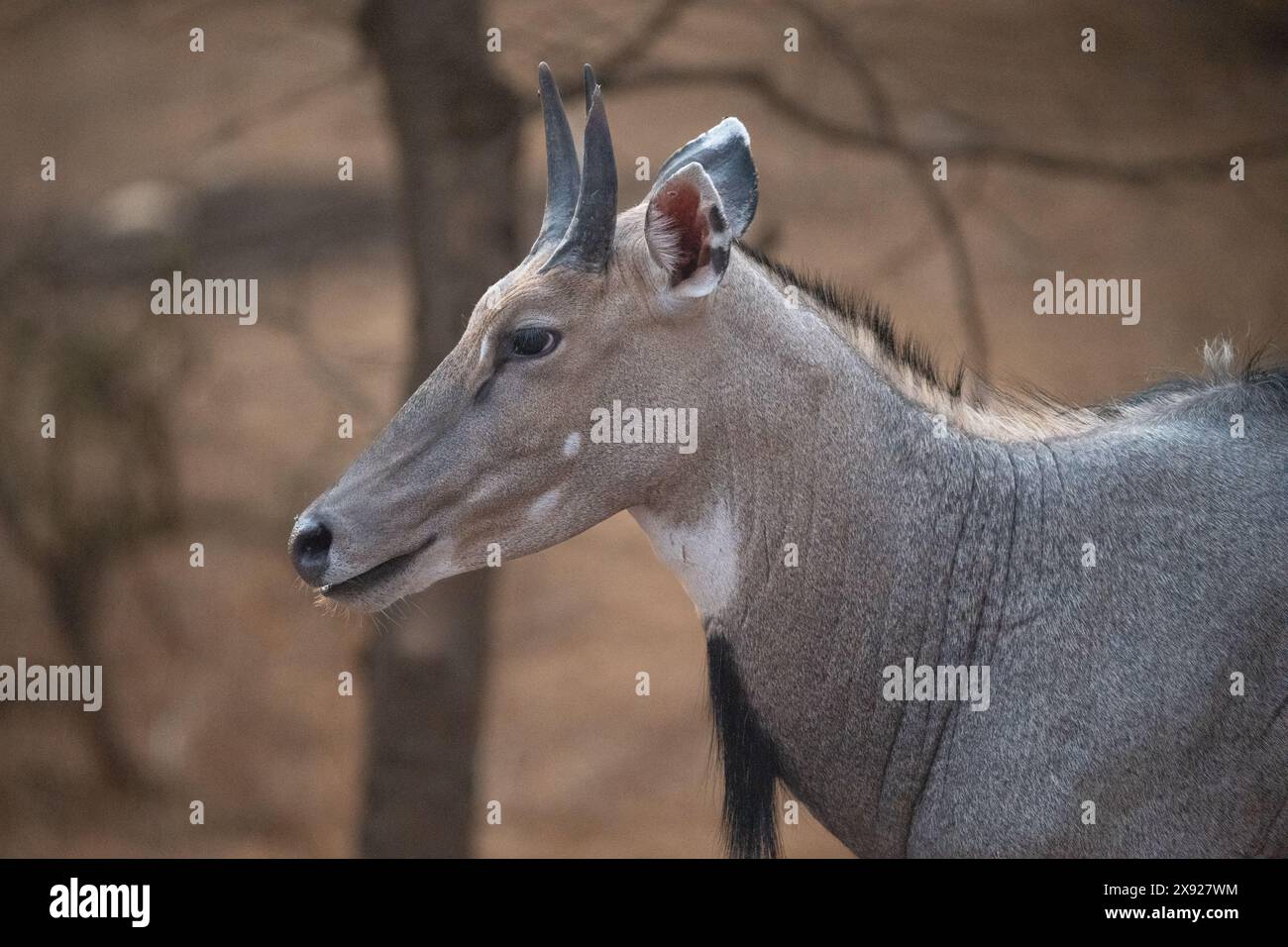 Blue Bull or Nilgai in Jhalana Stock Photo - Alamy