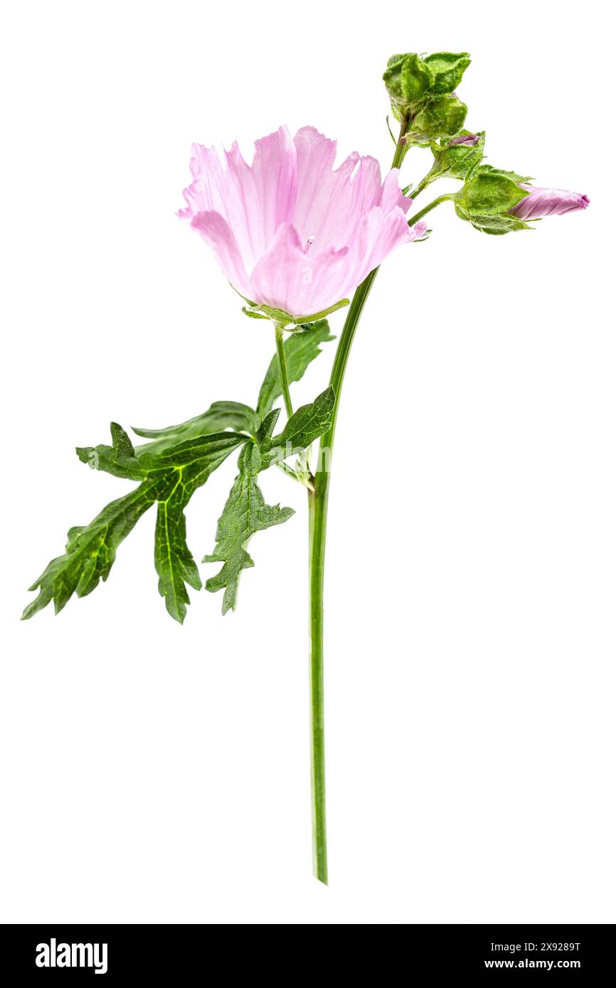 The Great Mallow, Malva sylvestris, is a medicinal biennial herbaceous ...