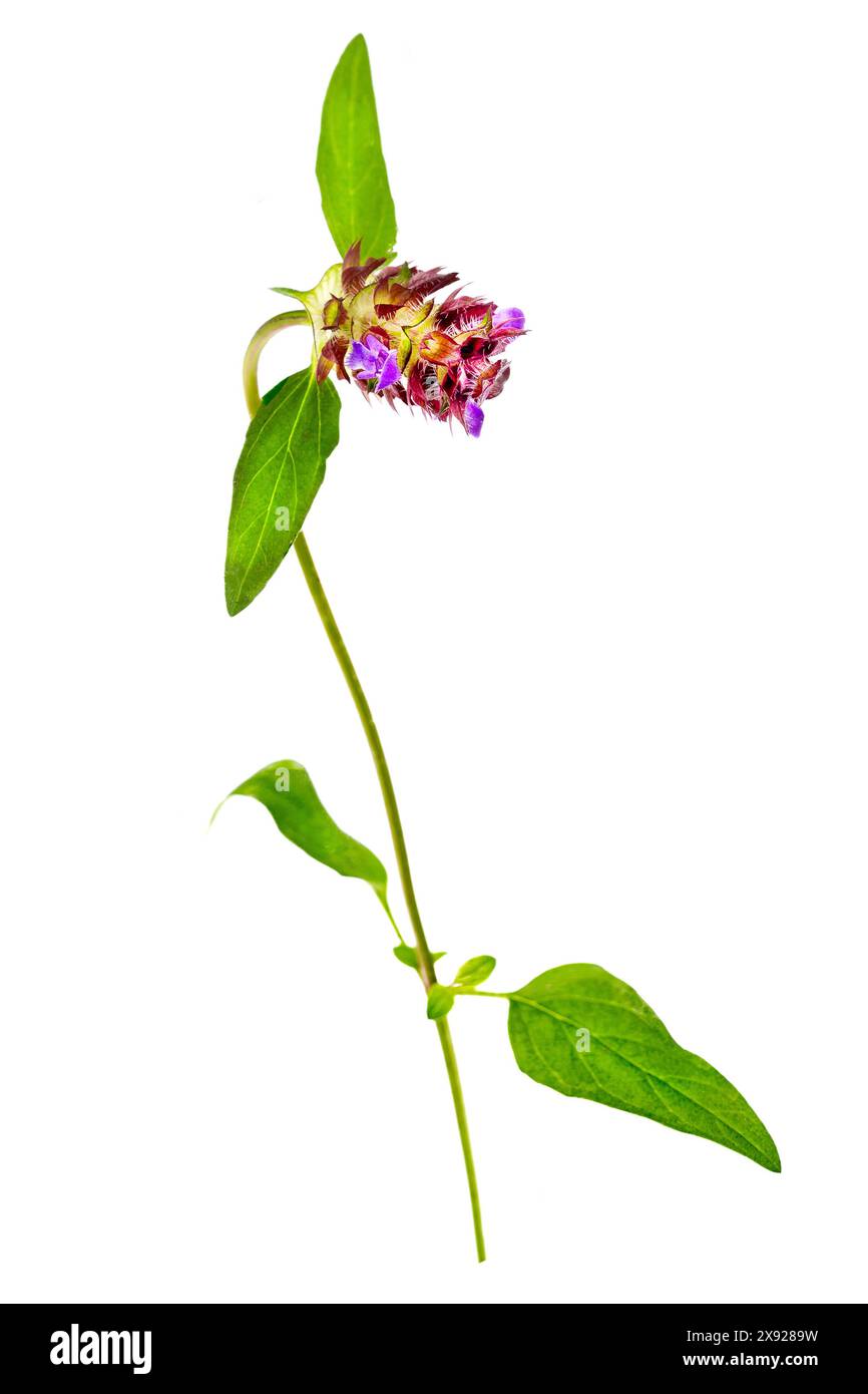 Common brownwort, prunella vulgaris, medicinal and edible plant. Common ...