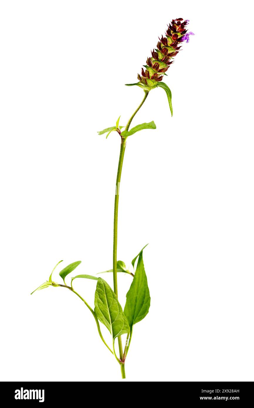 Common brownwort, prunella vulgaris, medicinal and edible plant. Common ...