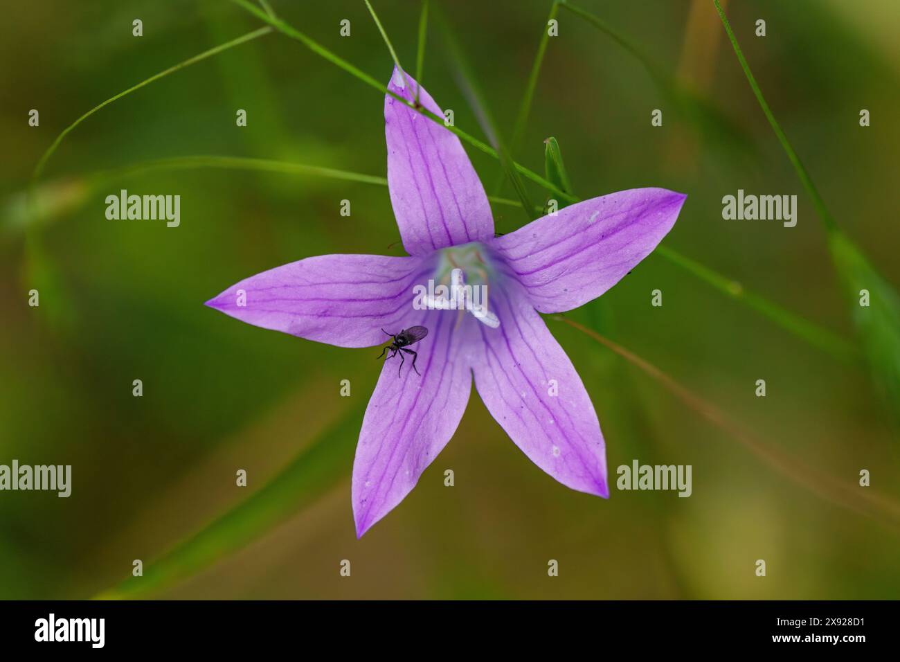 The image features a detailed view of a vibrant purple flower set ...