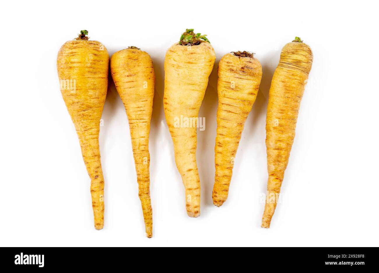 Parsnip lined up on white background top view Parsnip-root vegetable ...