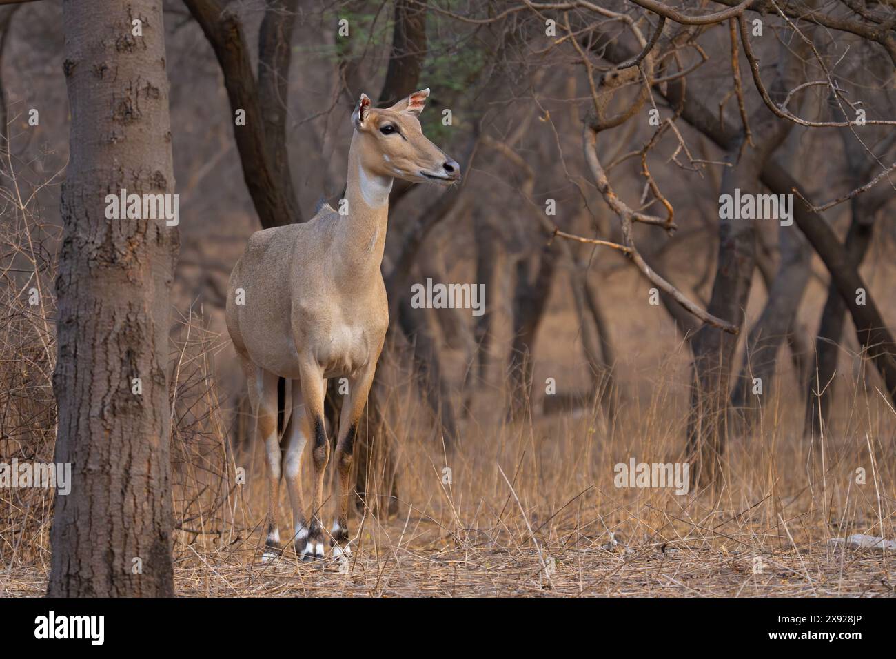 Blue Bull or Nilgai in Jhalana Stock Photo - Alamy