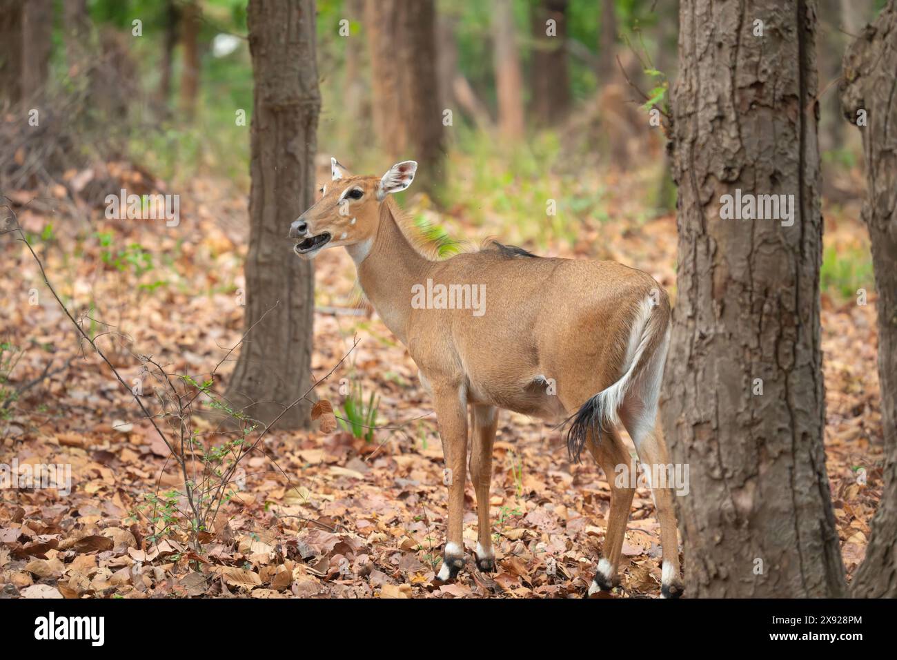 Blue Bull or Nilgai in Jhalana Stock Photo - Alamy