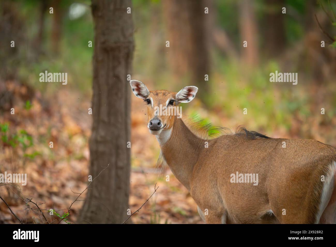Blue Bull or Nilgai in Jhalana Stock Photo - Alamy