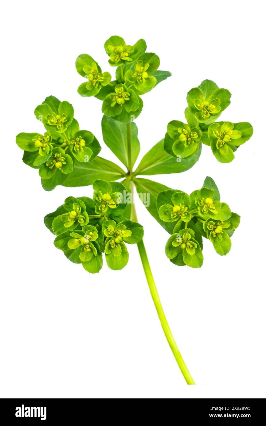 Euphorbia cyparissias or cypress spurge, toxic wild plant. Cypress ...