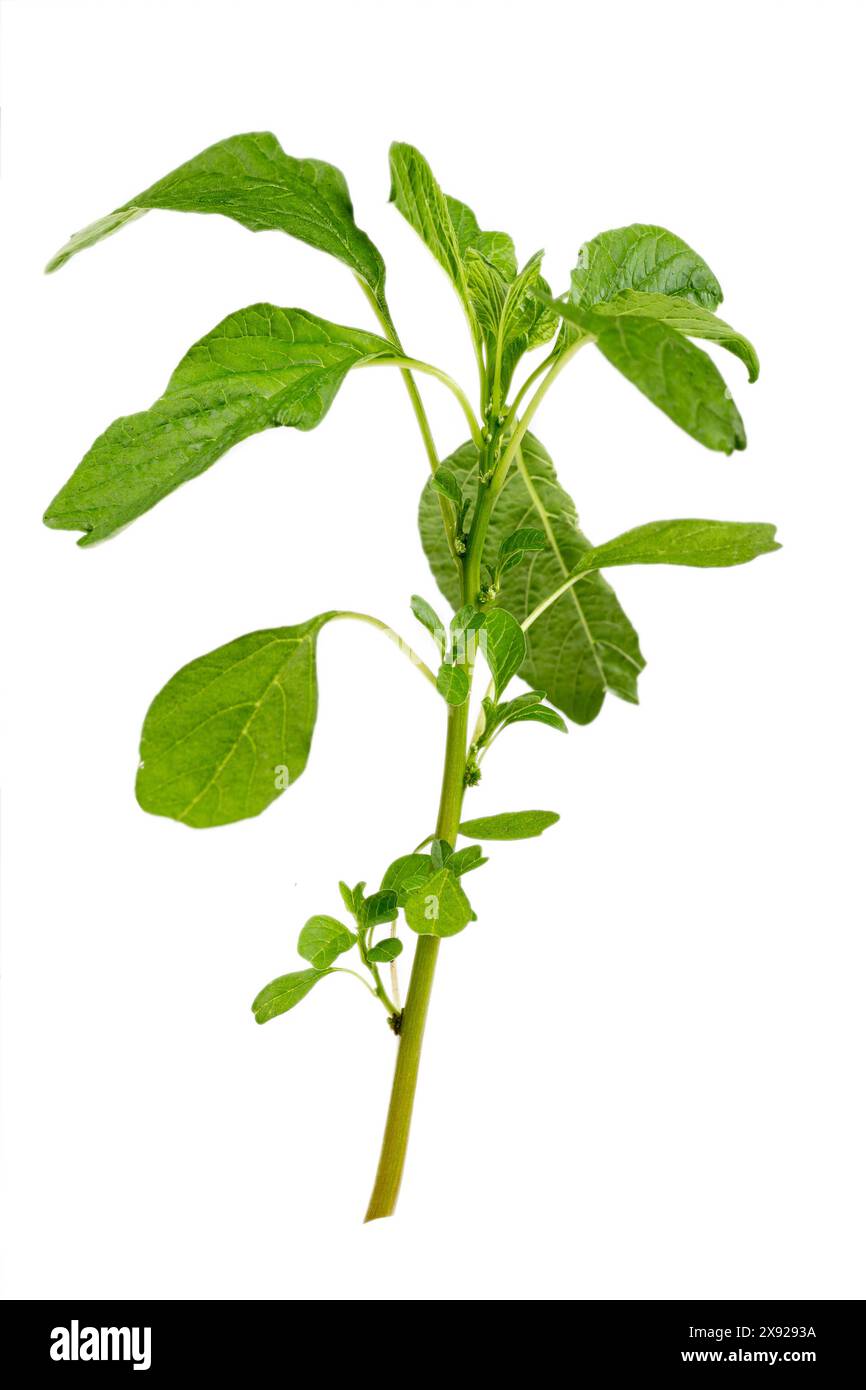 Amaranthus viridis, green amaranth, is a species of dicotyledonous ...