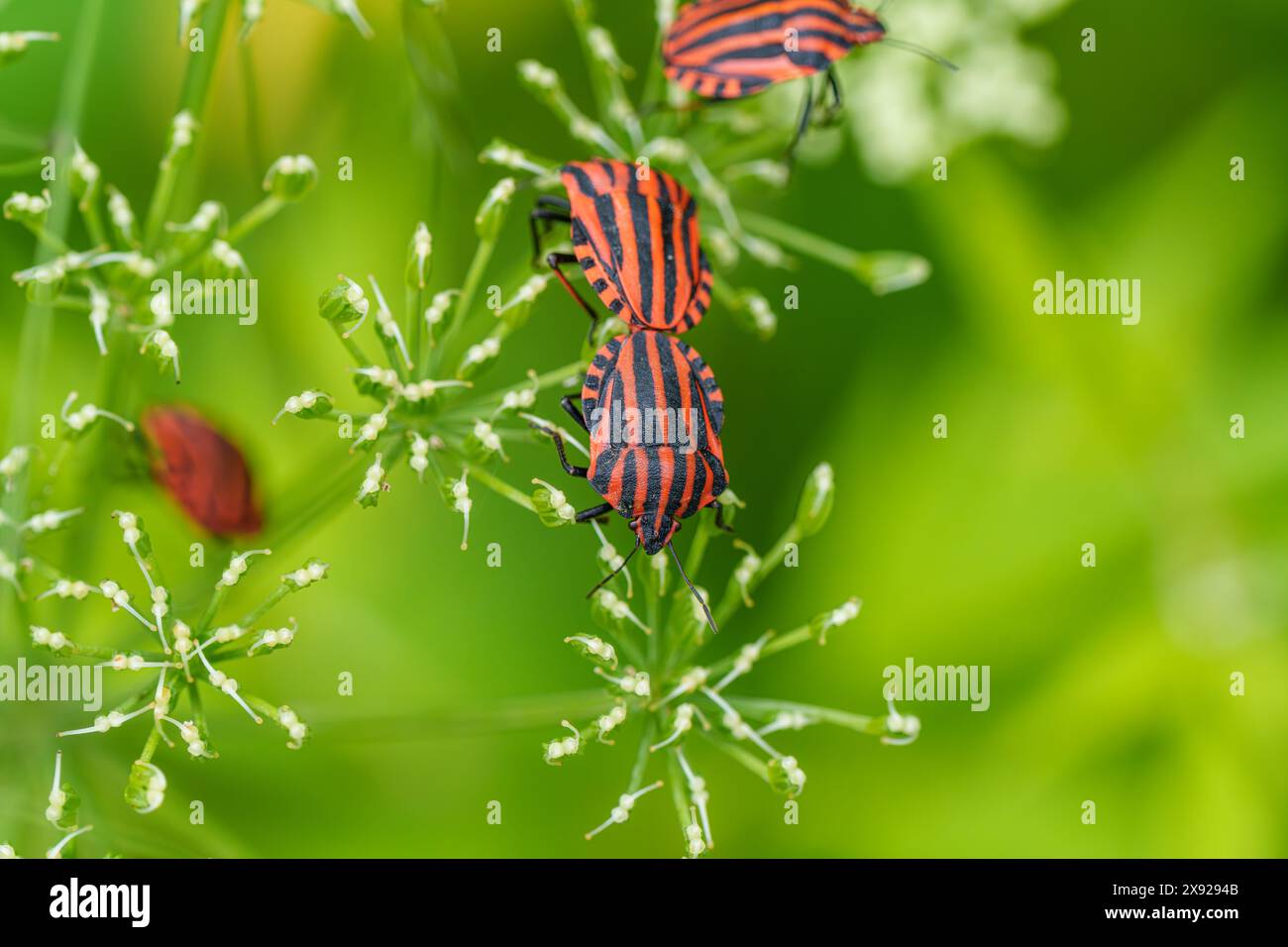 Two red and black striped insects are perched on a plant, possibly ...