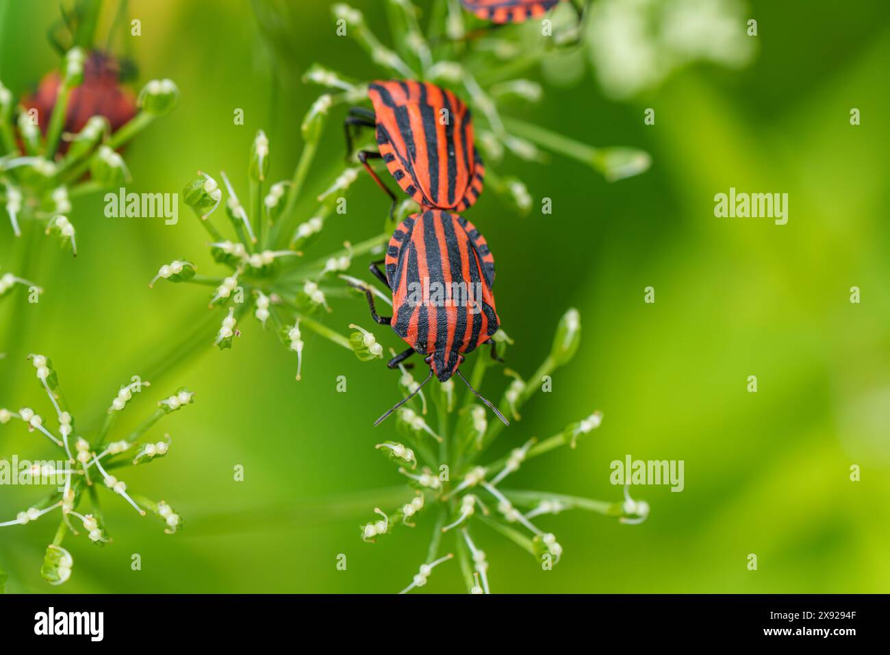 Two red and black striped insects are perched on a plant, possibly ...