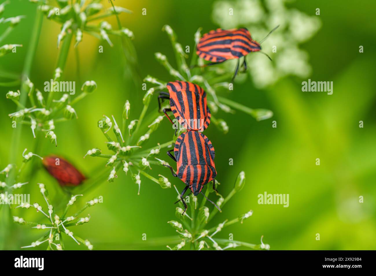 Two red and black striped insects are perched on a plant, possibly ...