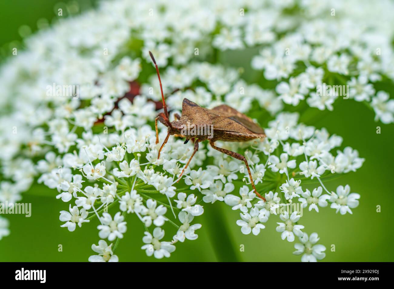 A bug, which is an arthropod, is perched on a white flower. Its likely ...