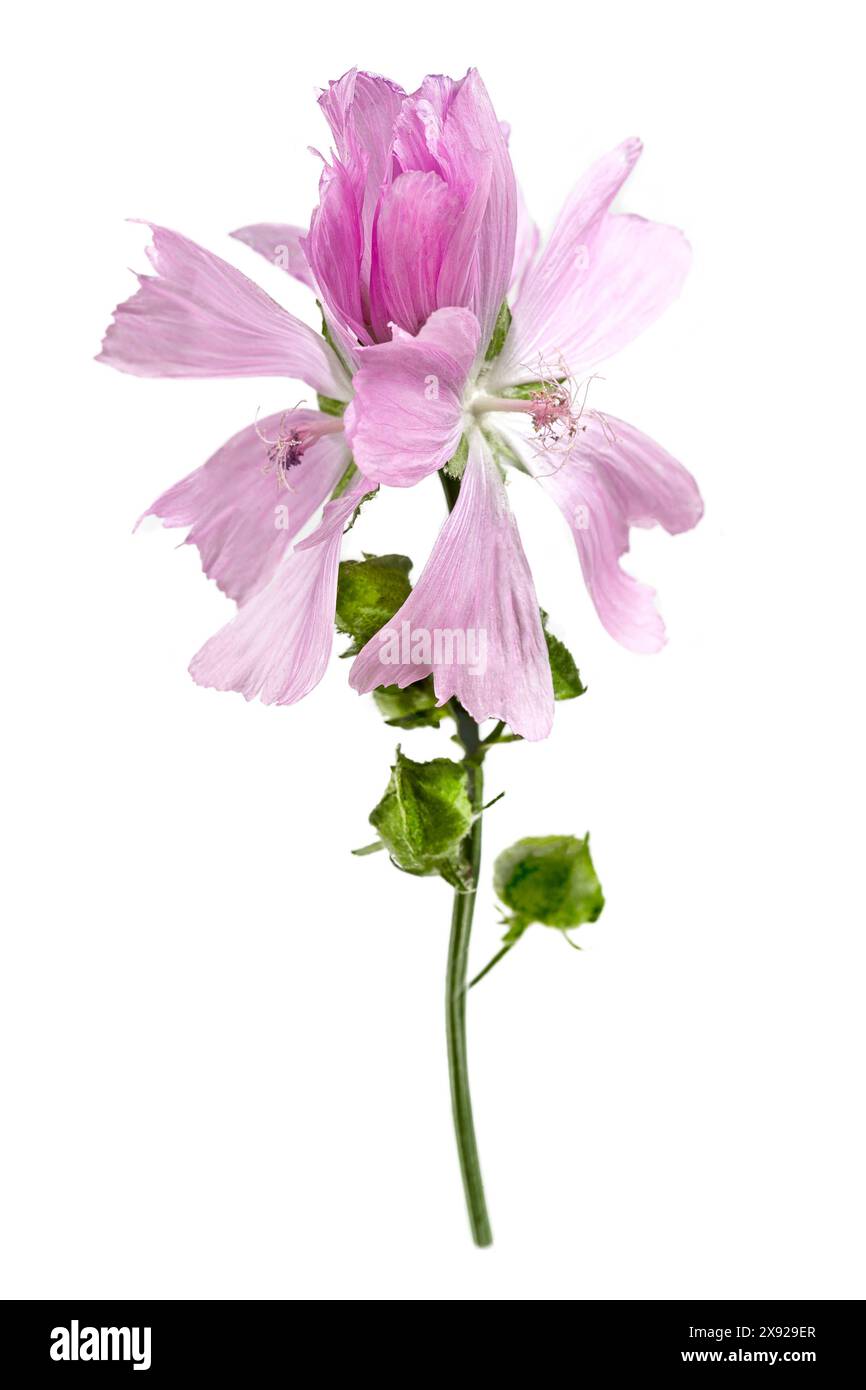 The Great Mallow, Malva sylvestris, is a medicinal biennial herbaceous ...