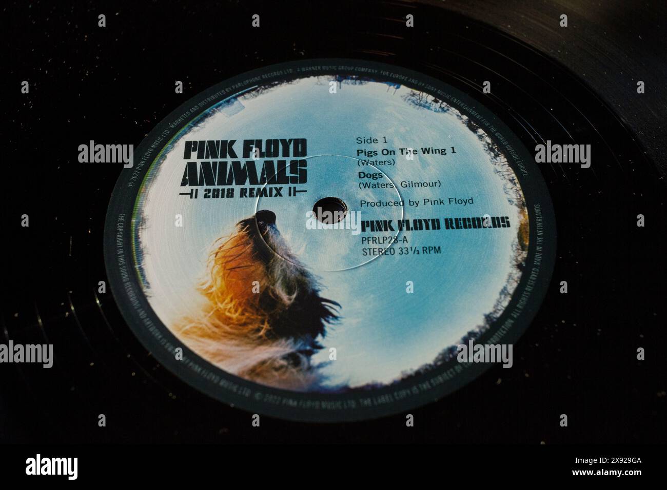 Pink Floyd Animals album. Vinyl from the 2018 edition Stock Photo - Alamy
