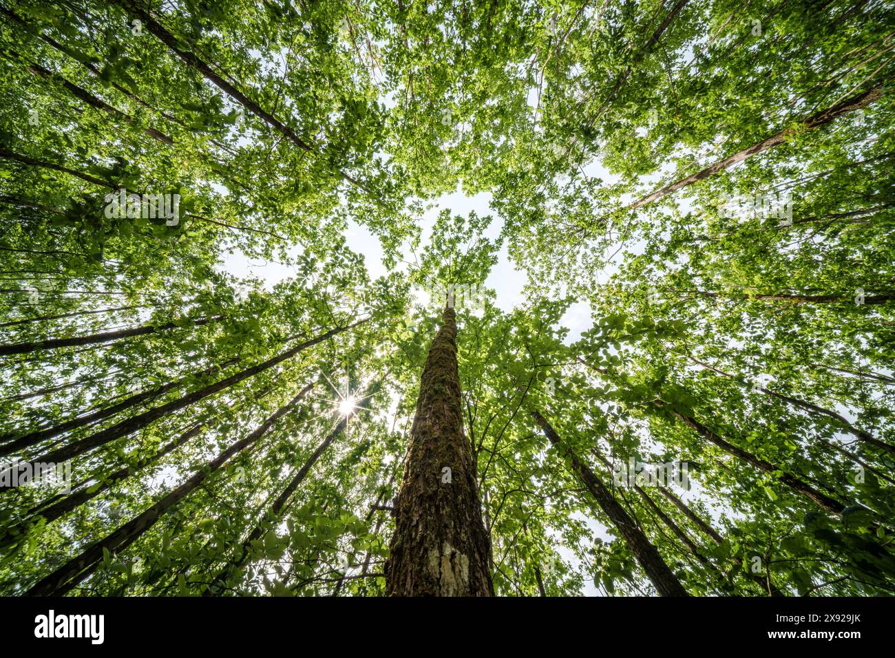 Observing a tall tree trunk with green leaves under the sky in a ...
