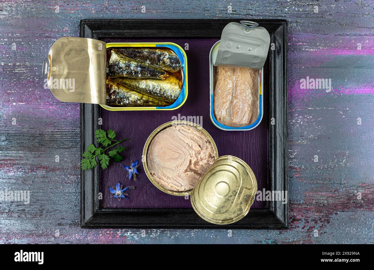 Open canned fish in a tray on purple tone. Tuna and sardines in cans ...