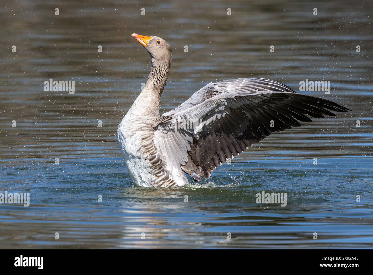 The greylag goose spreading its wings on water. Anser anser is a ...