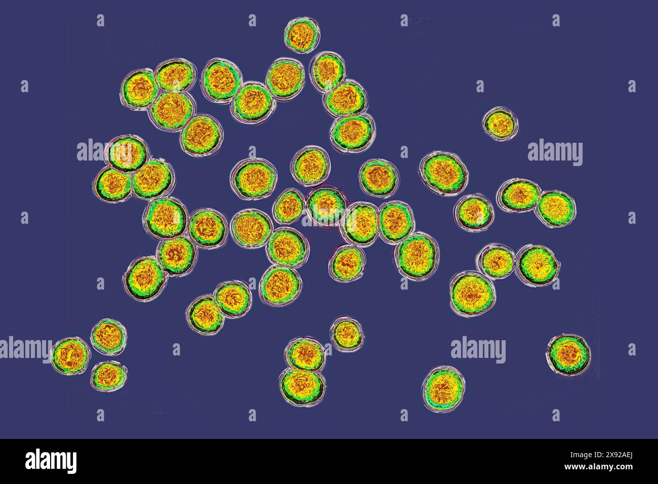 Staphylococci Staphylococcus pyogenes aureus, bacteria responsible for ...
