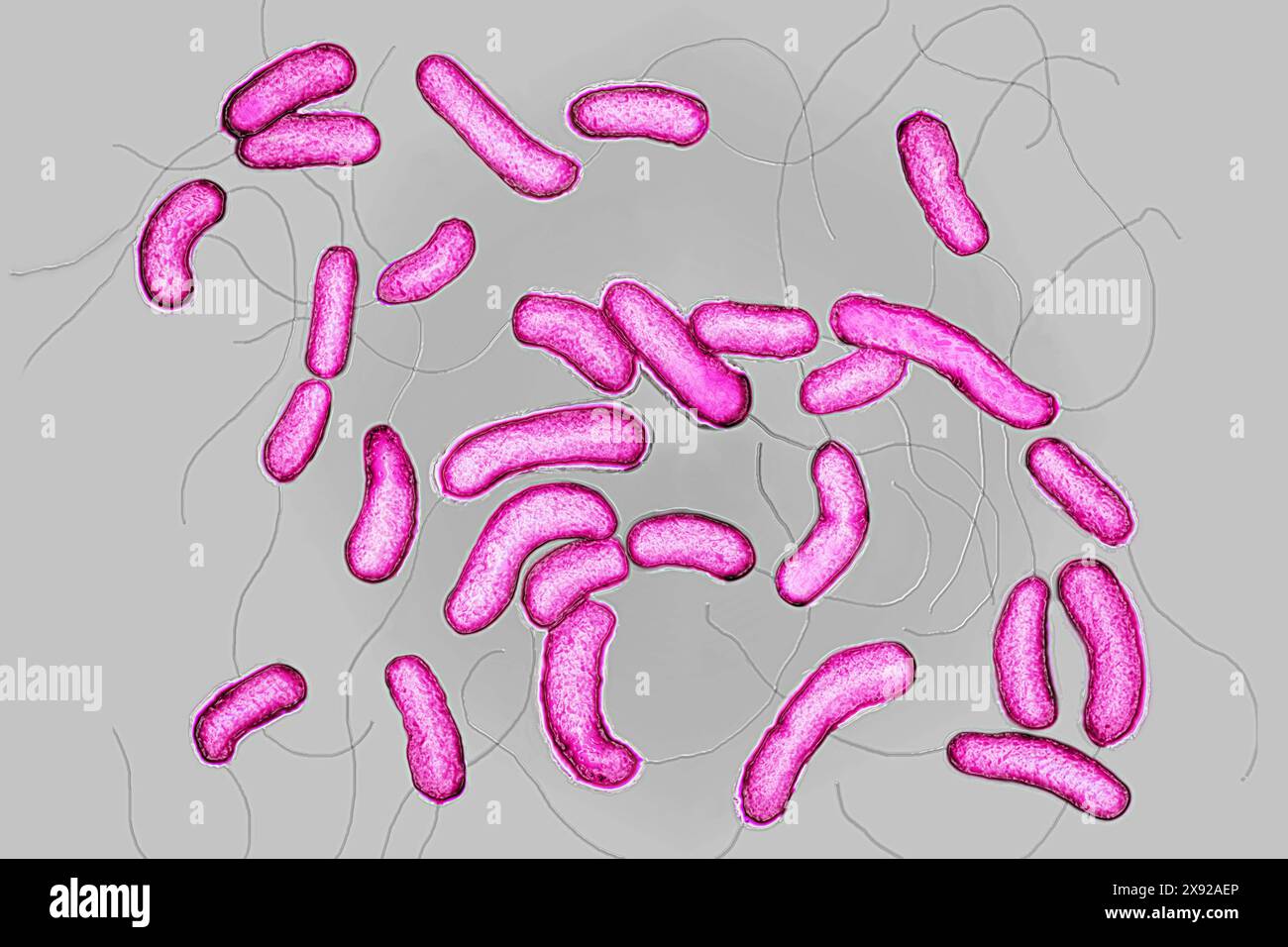 Vibrio cholerae hi-res stock photography and images - Alamy